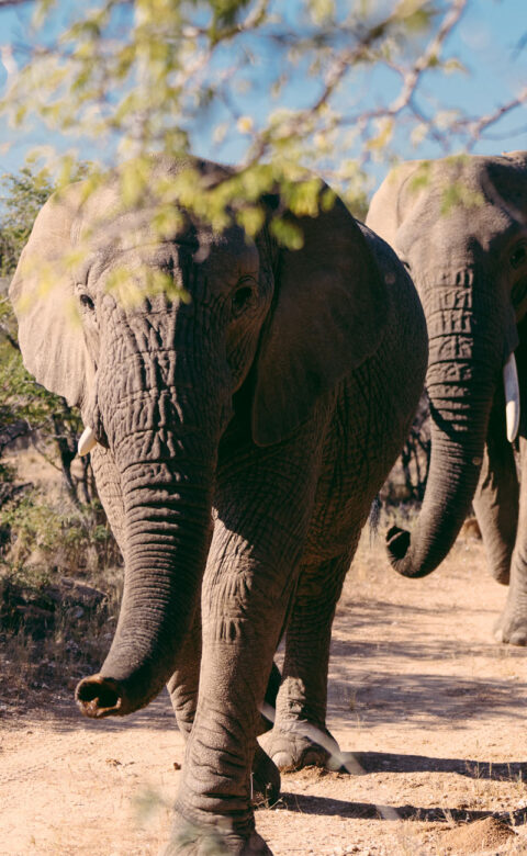 Omaruru Game Lodge | Safari & Wildlife Lodge in Erongo, Namibia