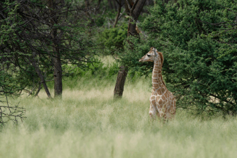 Omaruru Game Lodge | Safari & Wildlife Lodge in Erongo, Namibia