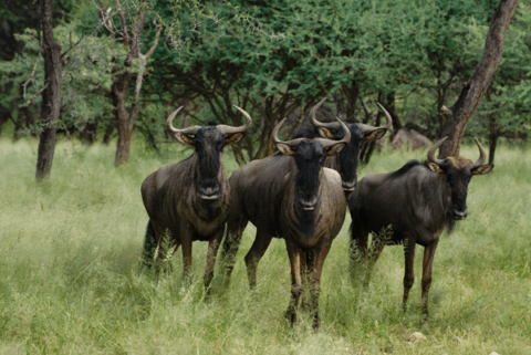Omaruru Game Lodge | Safari & Wildlife Lodge in Erongo, Namibia
